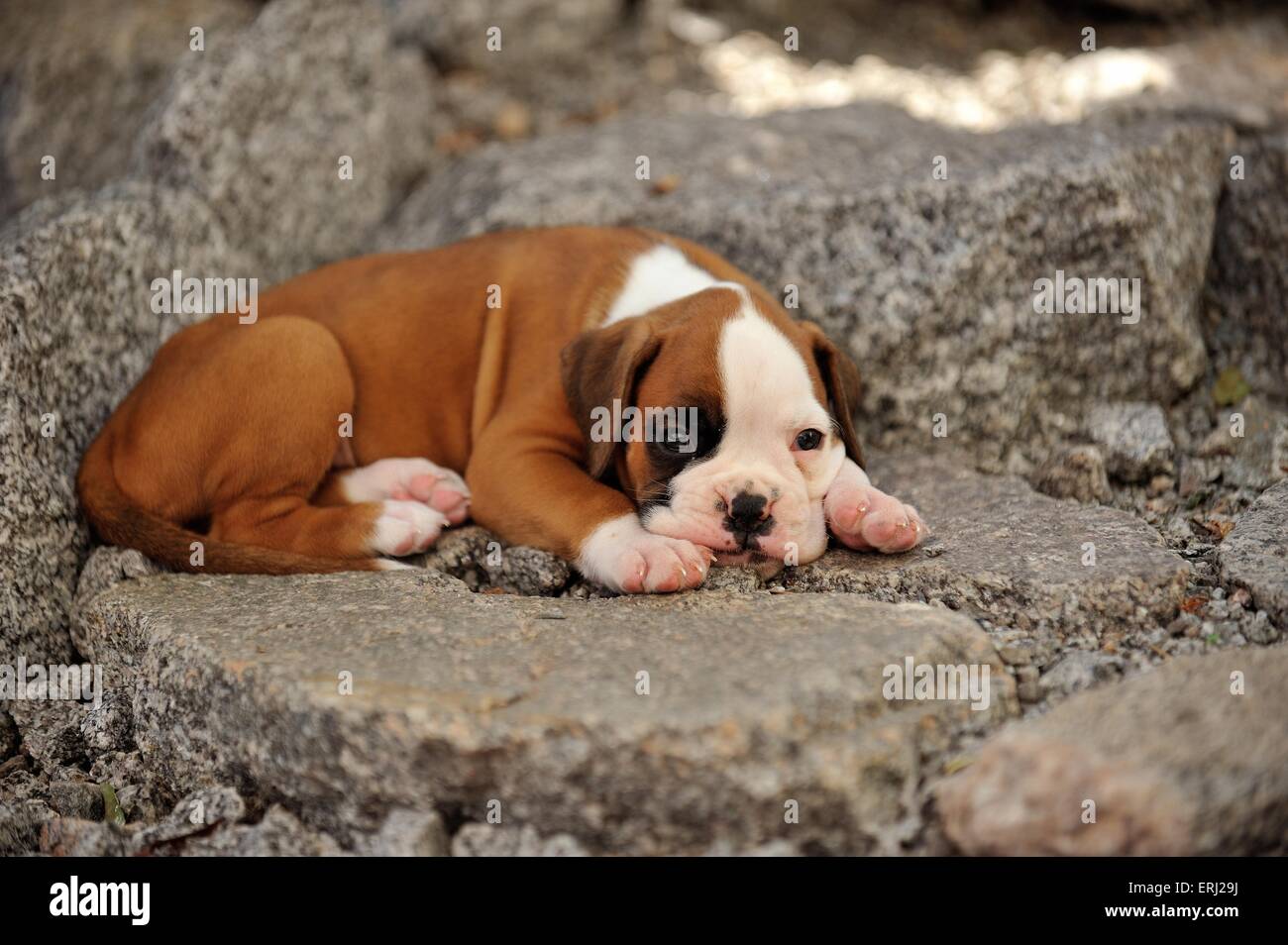 German Boxer Puppy Stock Photo - Alamy
