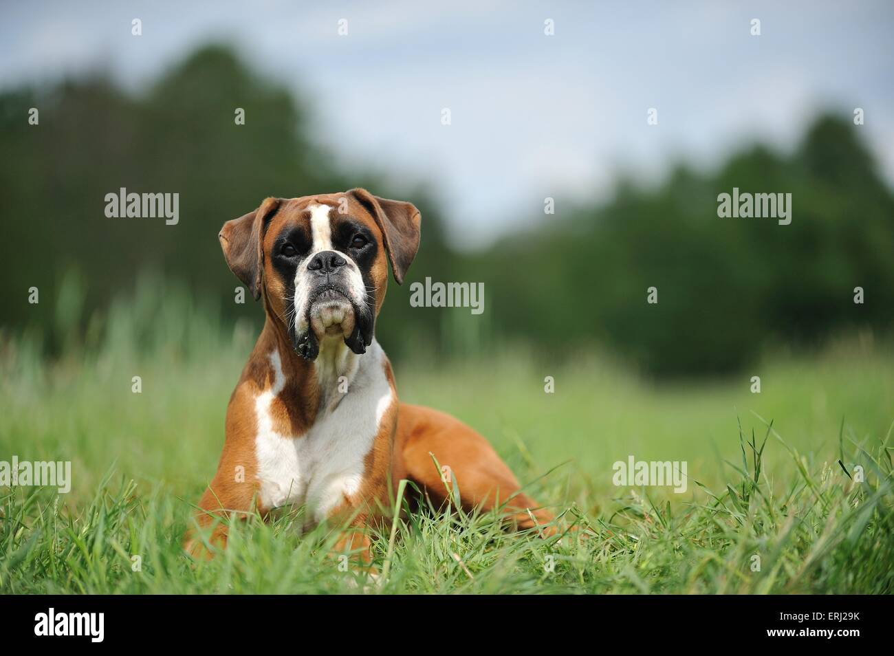 lying German Boxer Stock Photo - Alamy