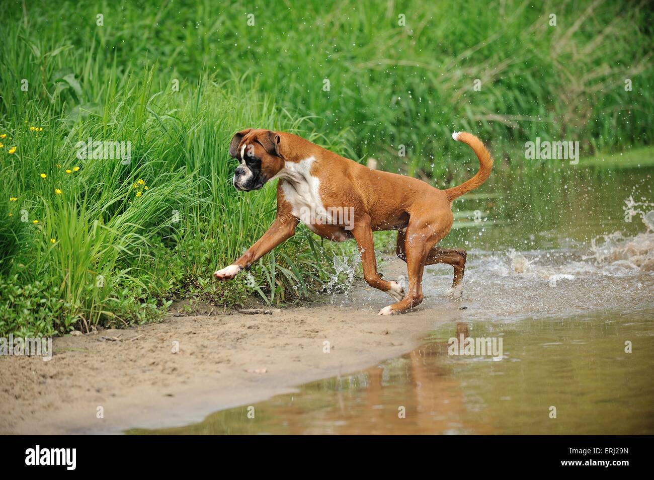 running German Boxer Stock Photo - Alamy