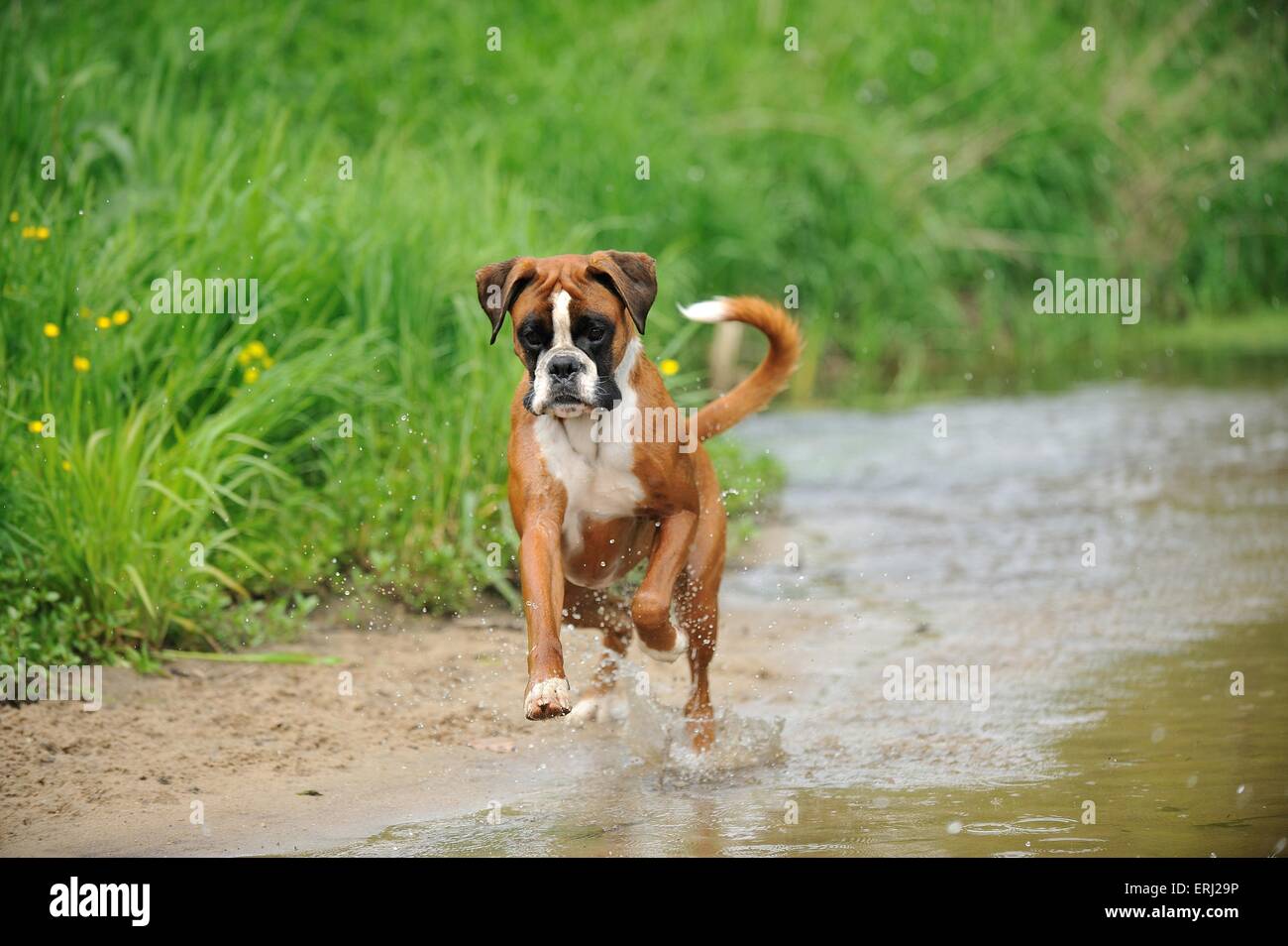 running German Boxer Stock Photo - Alamy