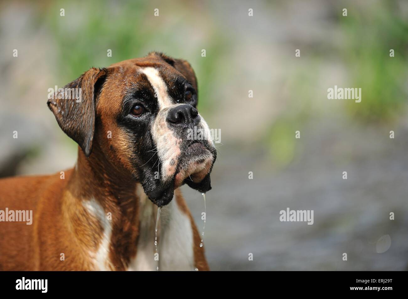 German Boxer Portrait Stock Photo - Alamy