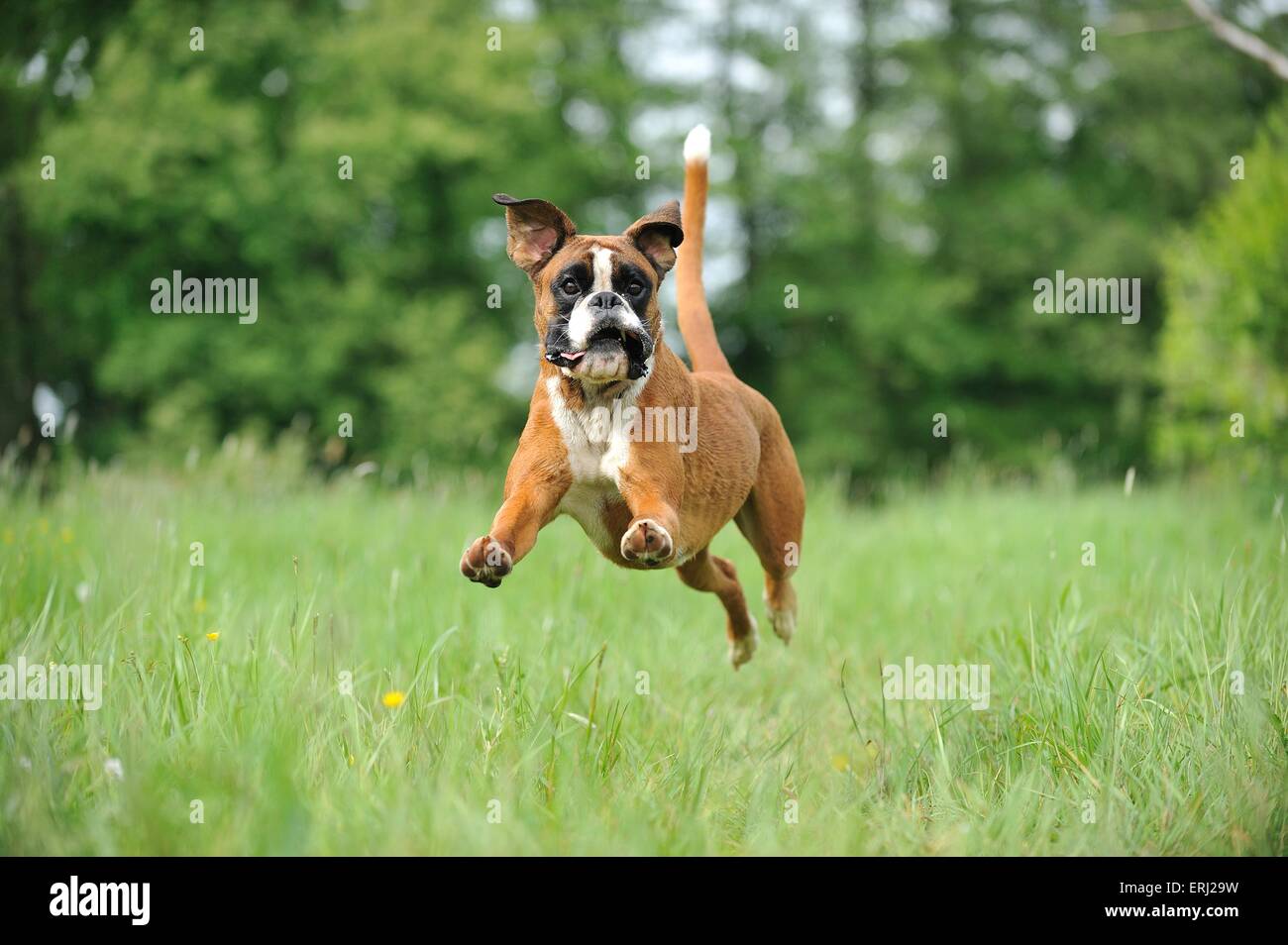 Boxer dog jumping hi-res stock photography and images - Alamy
