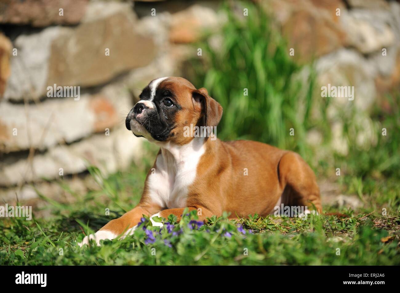 Boxer puppy hi-res stock photography and images - Alamy