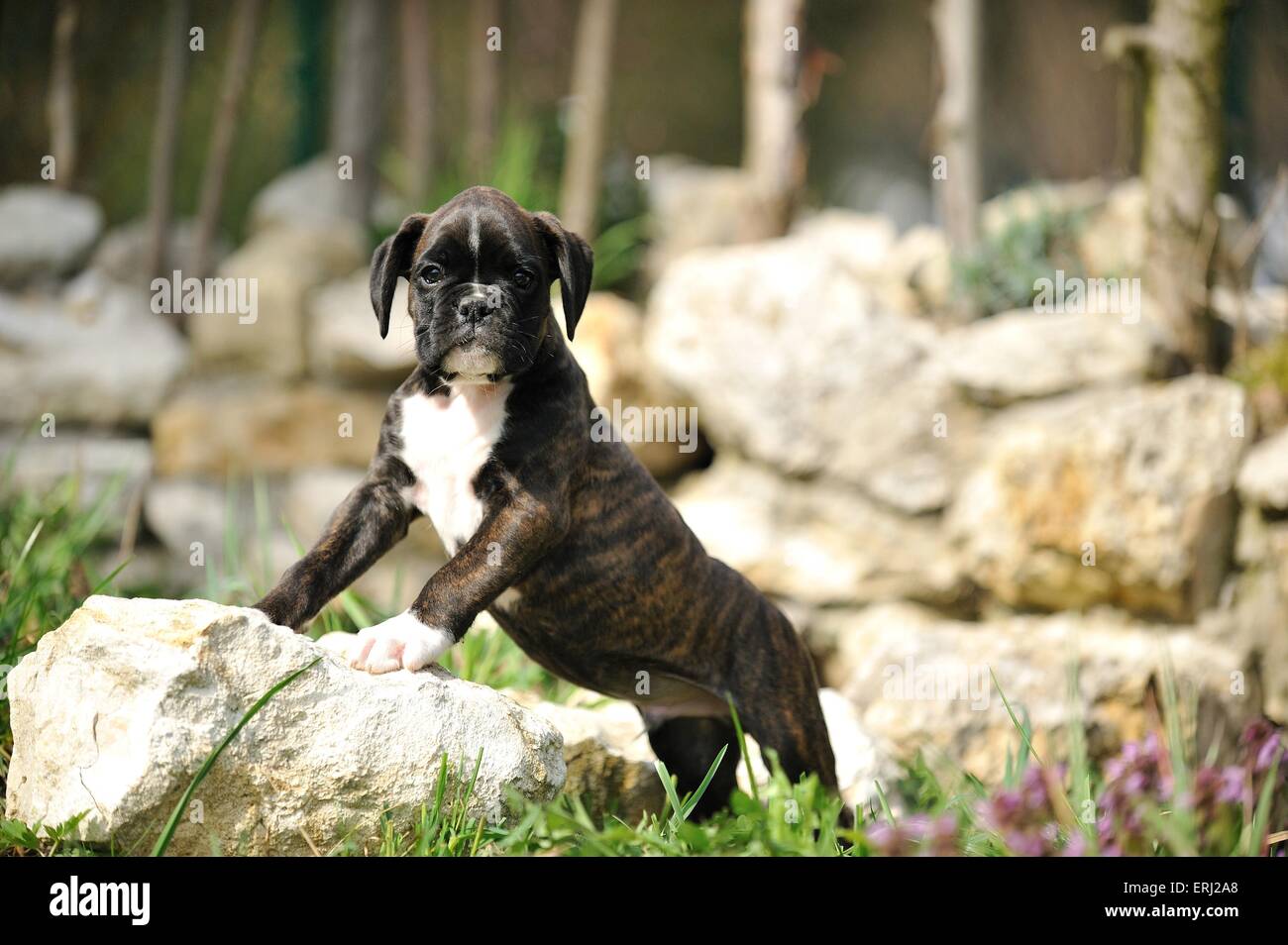 German Boxer Puppy Stock Photo - Alamy