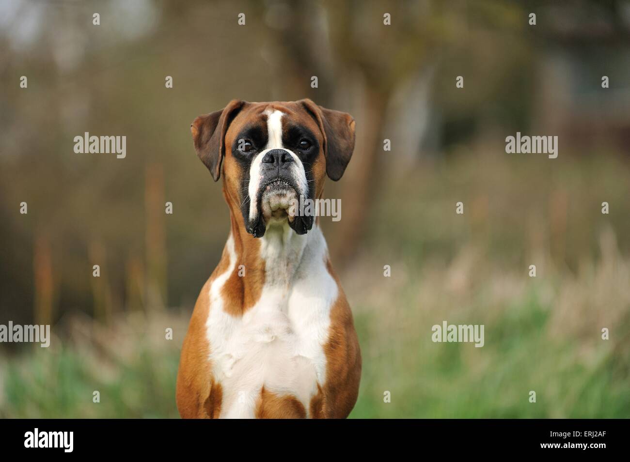 German Boxer Portrait Stock Photo - Alamy