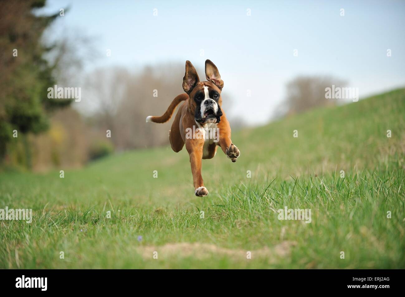 jumping German Boxer Stock Photo - Alamy