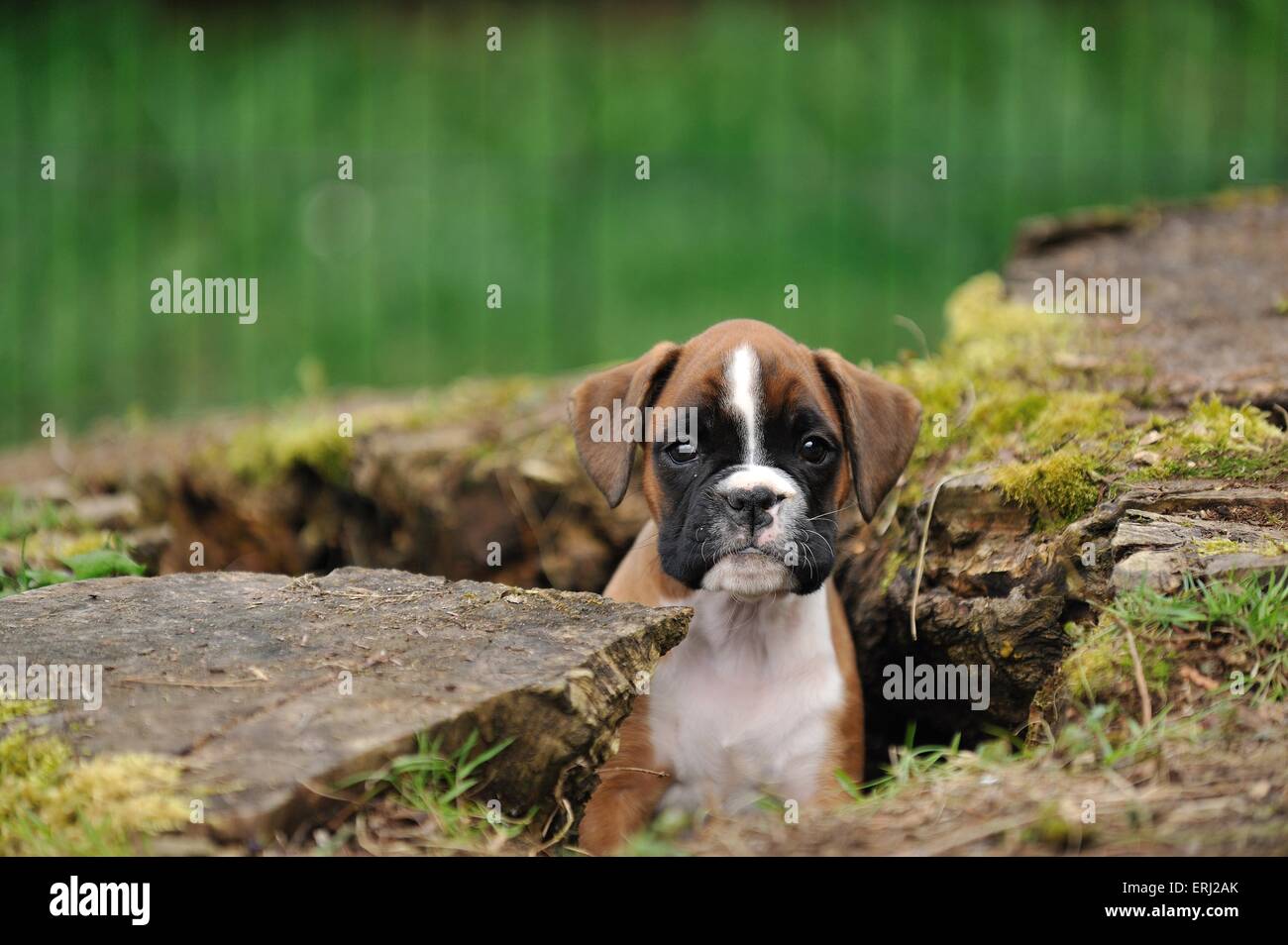 German Boxer Puppy Stock Photo - Alamy