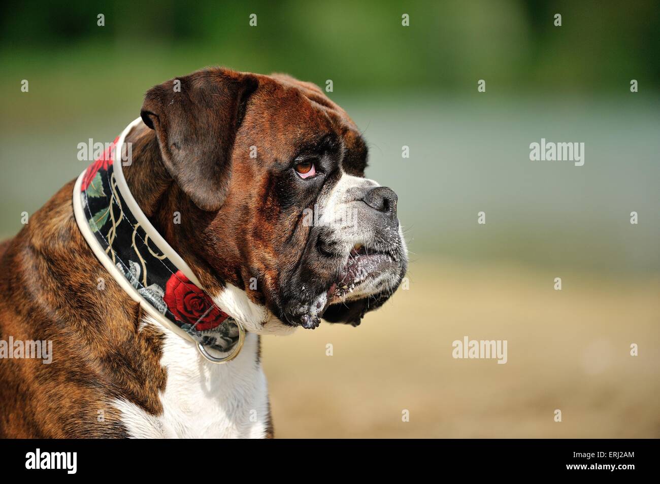 German Boxer Portrait Stock Photo - Alamy