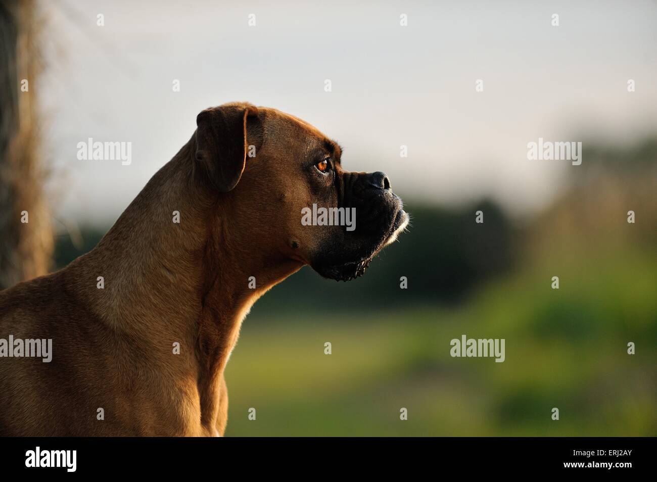 German Boxer Portrait Stock Photo - Alamy