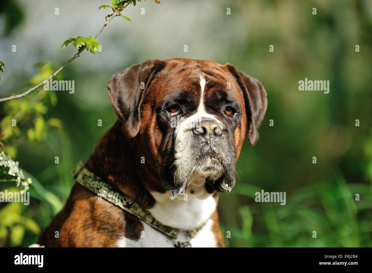 German Boxer Portrait Stock Photo - Alamy