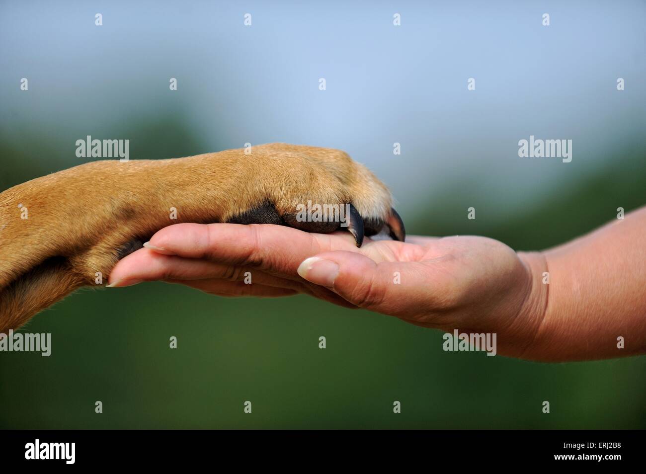 German Boxer gives paw Stock Photo - Alamy