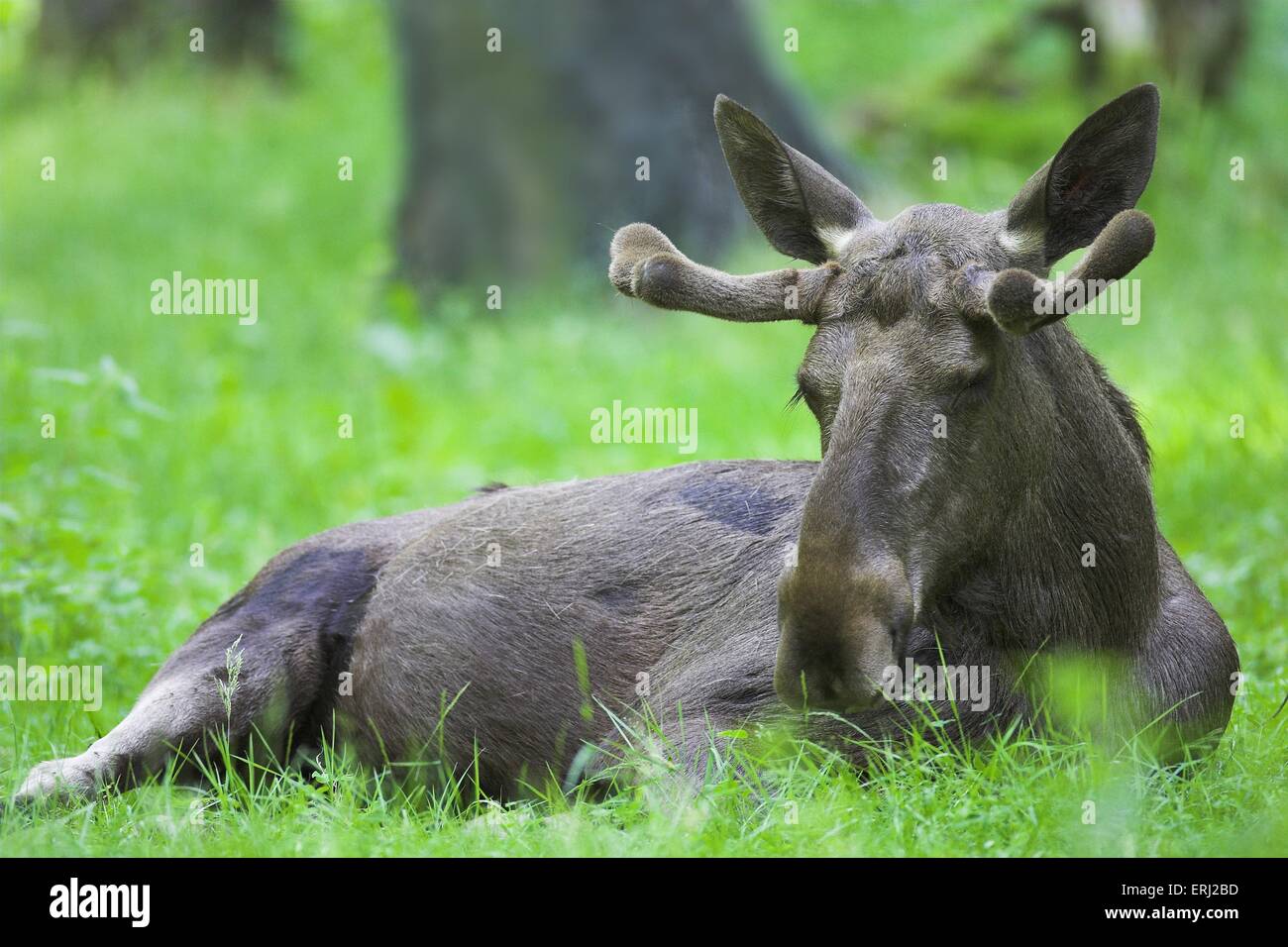 Moose Sleeping High Resolution Stock Photography and Images - Alamy