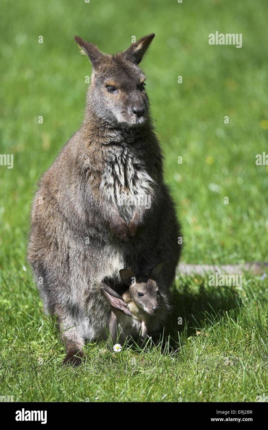 Kangaroo stand hi-res stock photography and images - Alamy