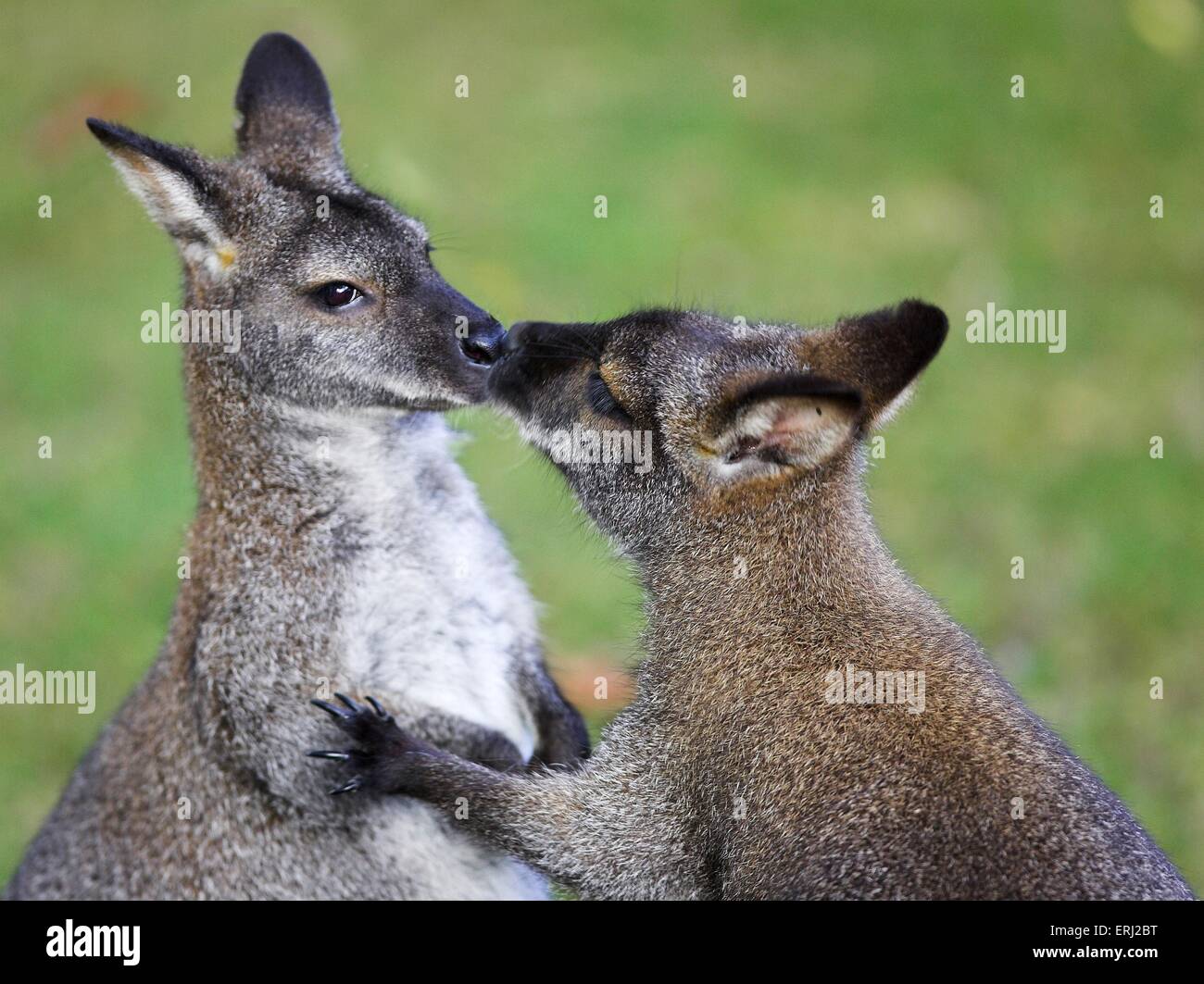 Kangaroos kissing hi-res stock photography and images - Alamy