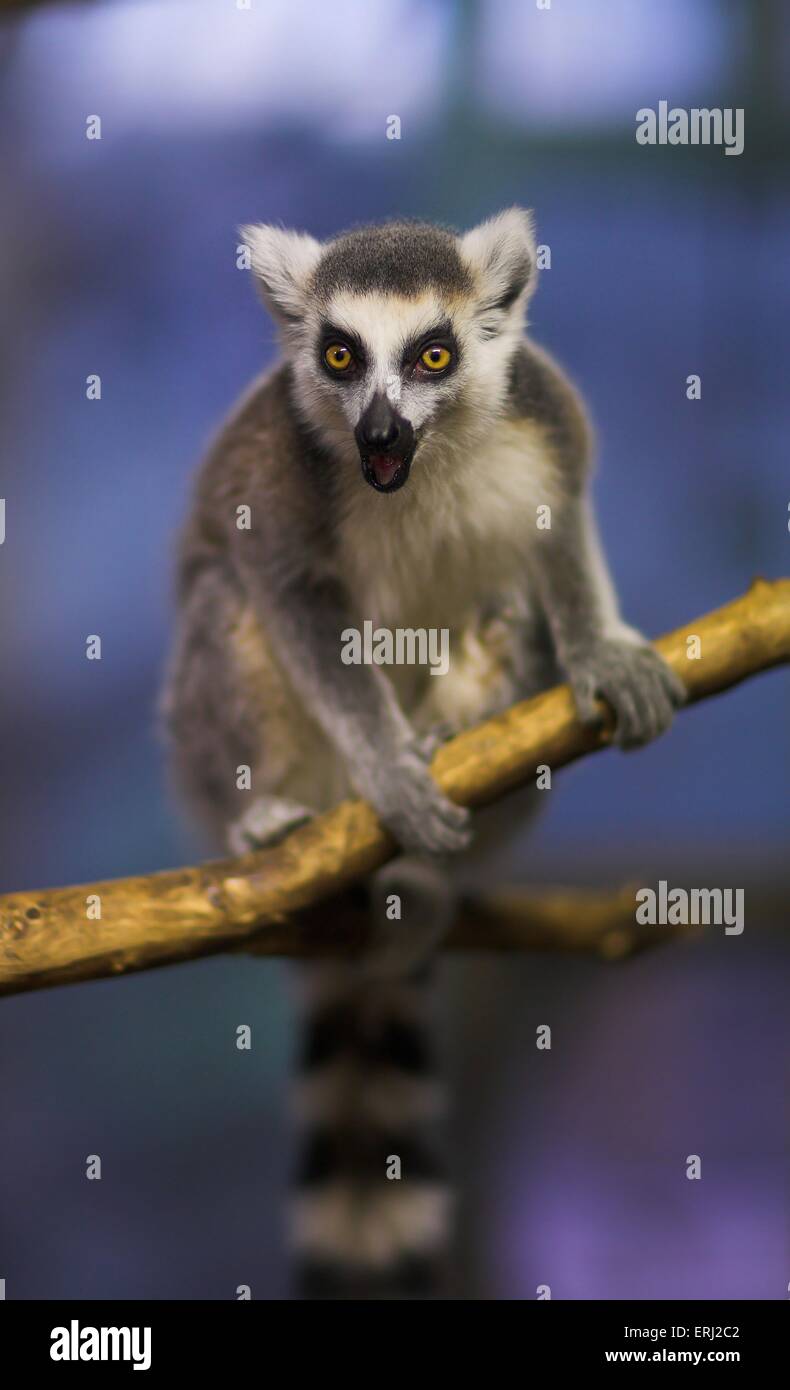 Cattas hi-res stock photography and images - Alamy