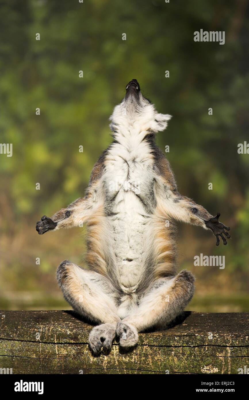 Lemur cattas hi-res stock photography and images - Alamy