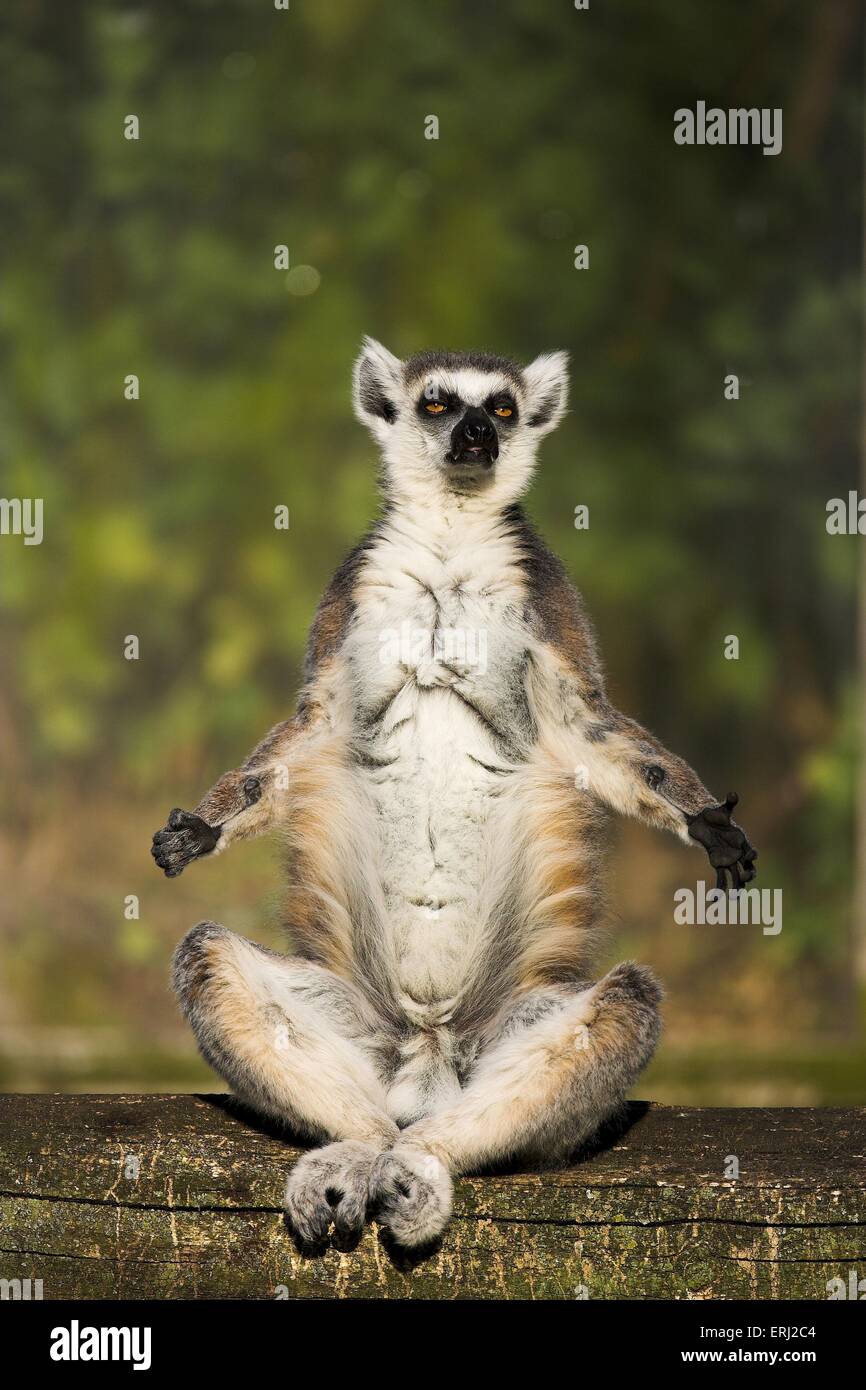 Cattas hi-res stock photography and images - Alamy