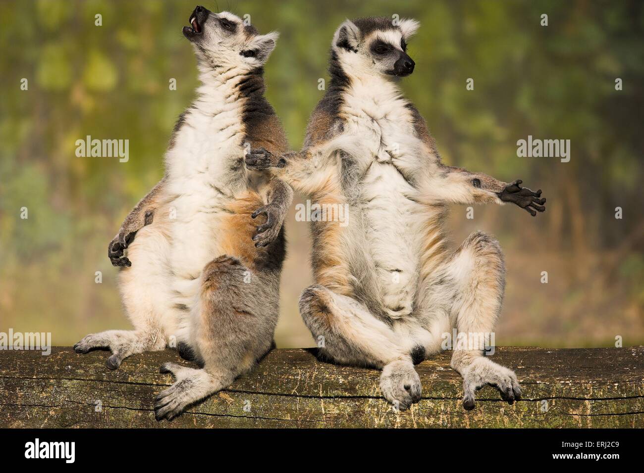 Catta hi-res stock photography and images - Alamy