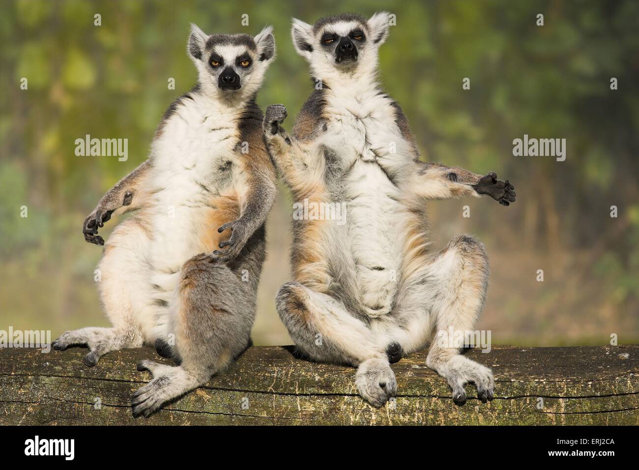 Cattas hi-res stock photography and images - Alamy