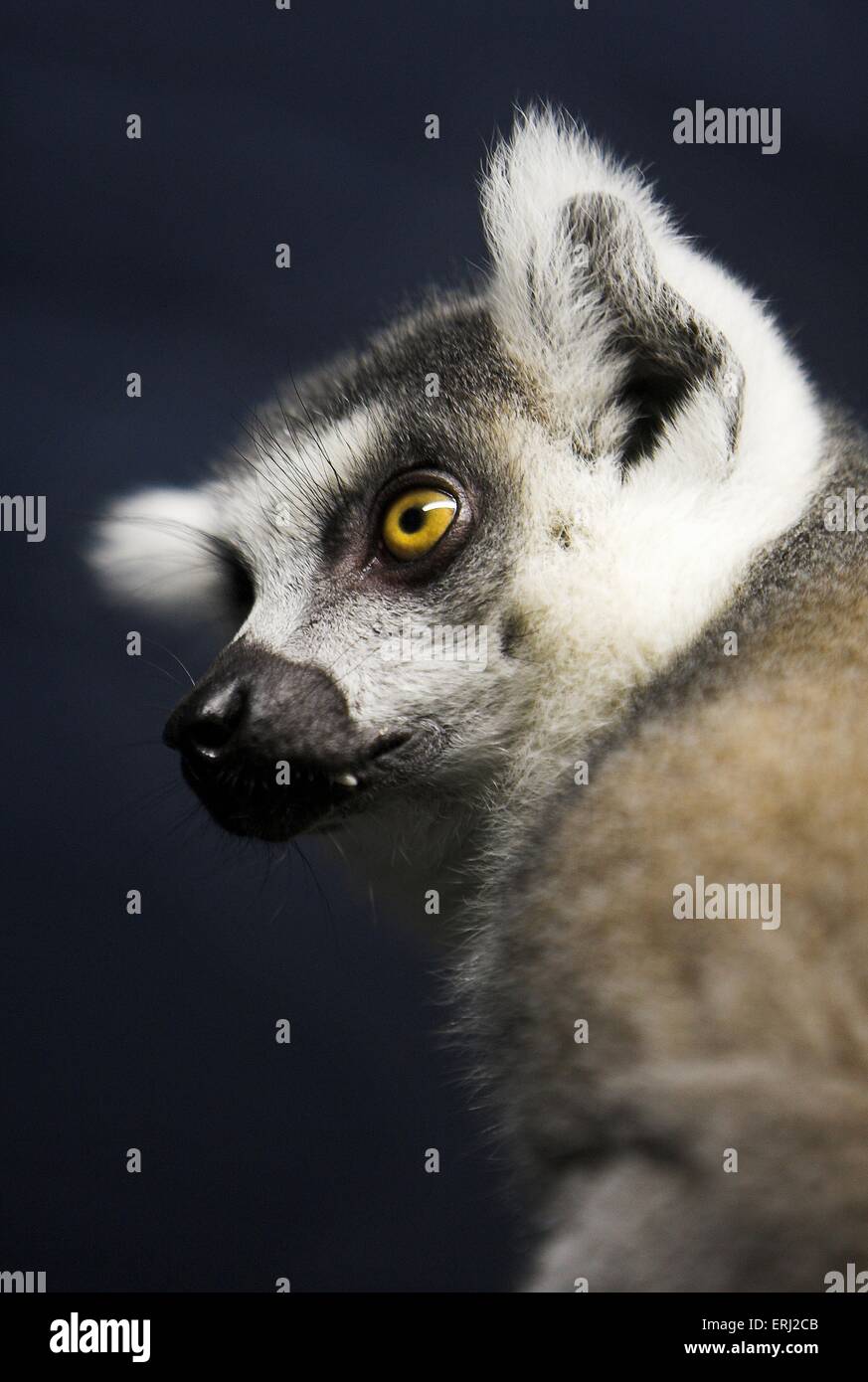 Lemur cattas hi-res stock photography and images - Alamy