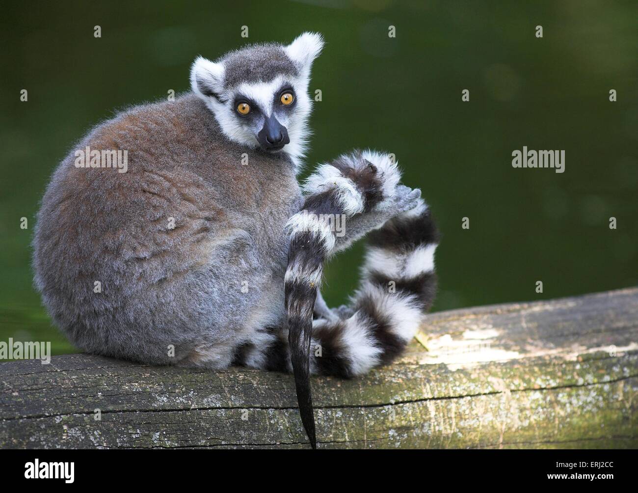 Cattas hi-res stock photography and images - Alamy