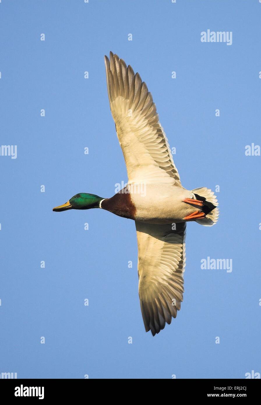 Flying males hi-res stock photography and images - Alamy