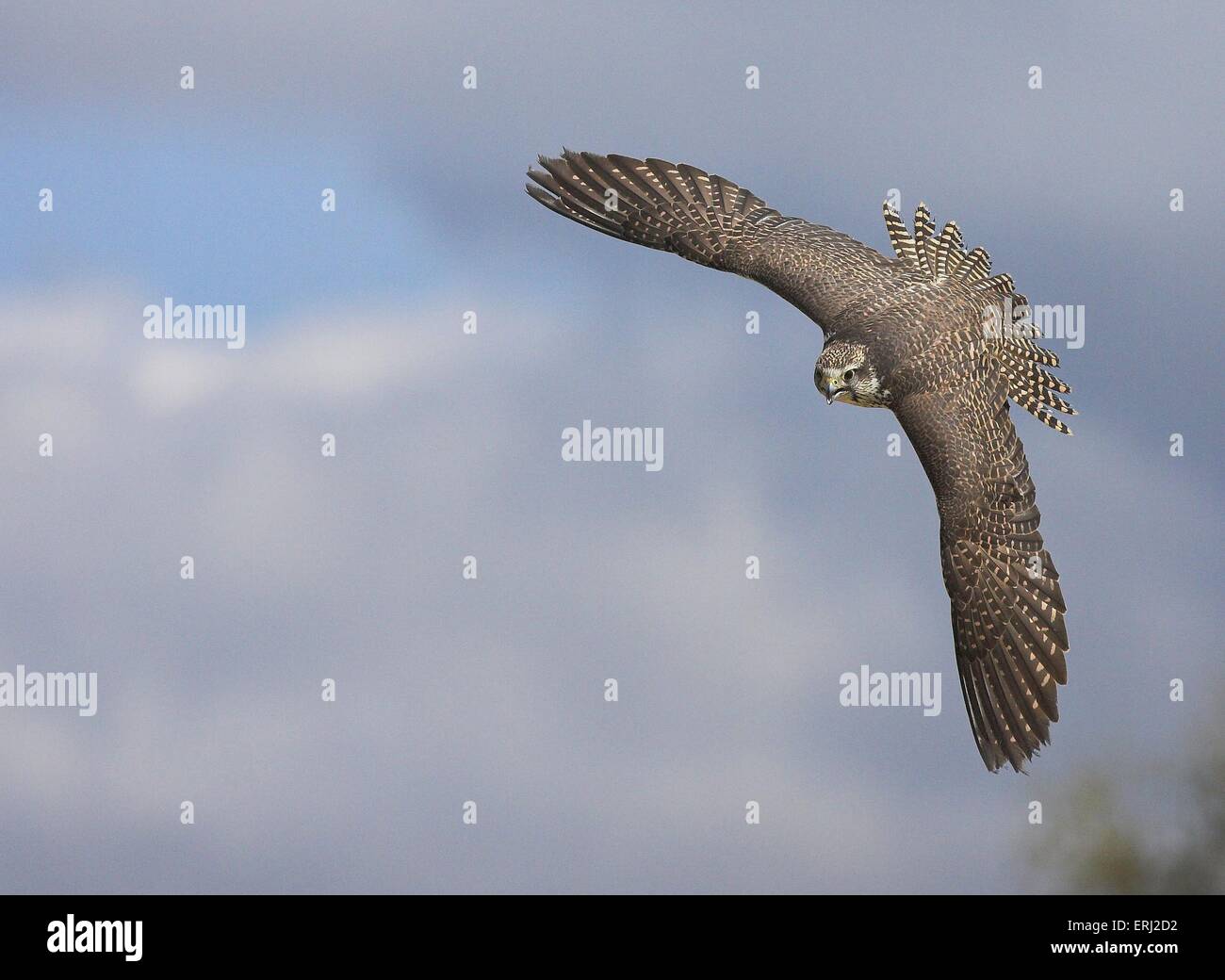 Hawk outside hi-res stock photography and images - Alamy