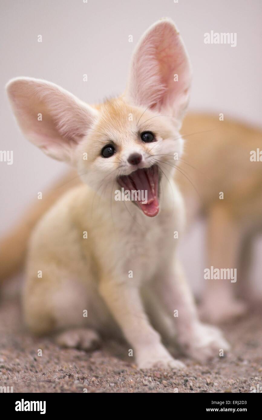 Fennec Fox Cute High Resolution Stock Photography and Images - Alamy