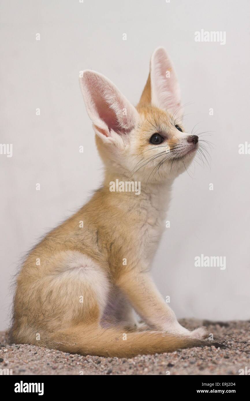 Fennec fox profile hi-res stock photography and images - Alamy