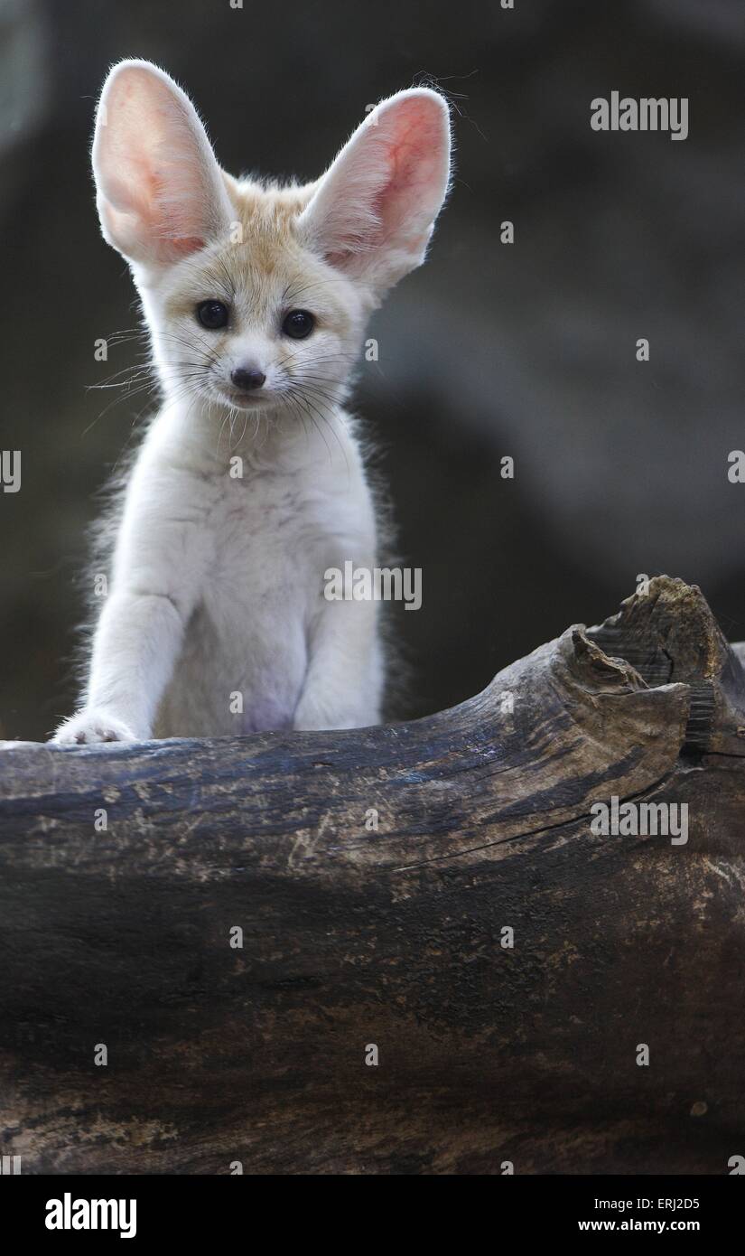 Fennec fox cute hi-res stock photography and images - Alamy