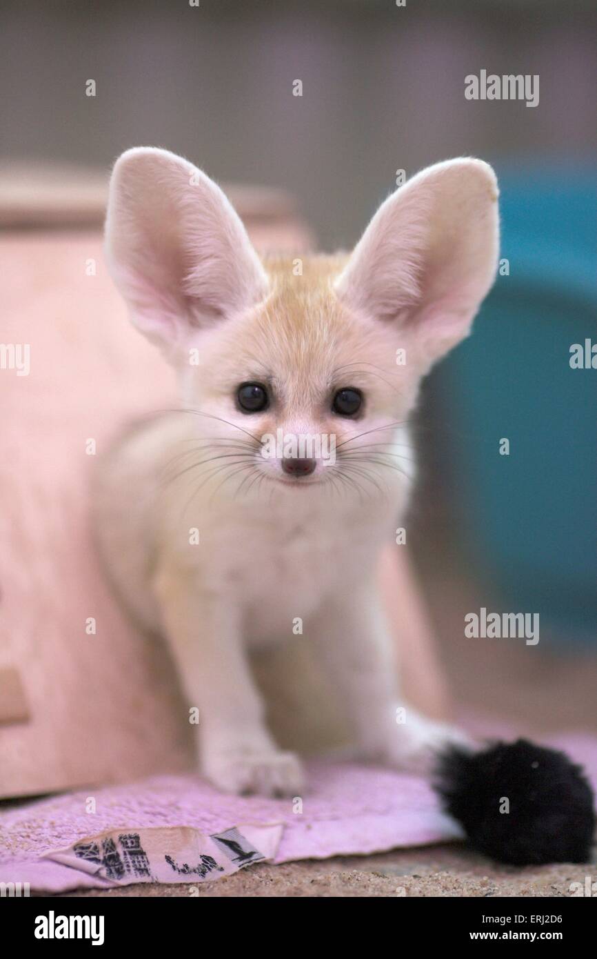 Fennec foxes hi-res stock photography and images - Alamy