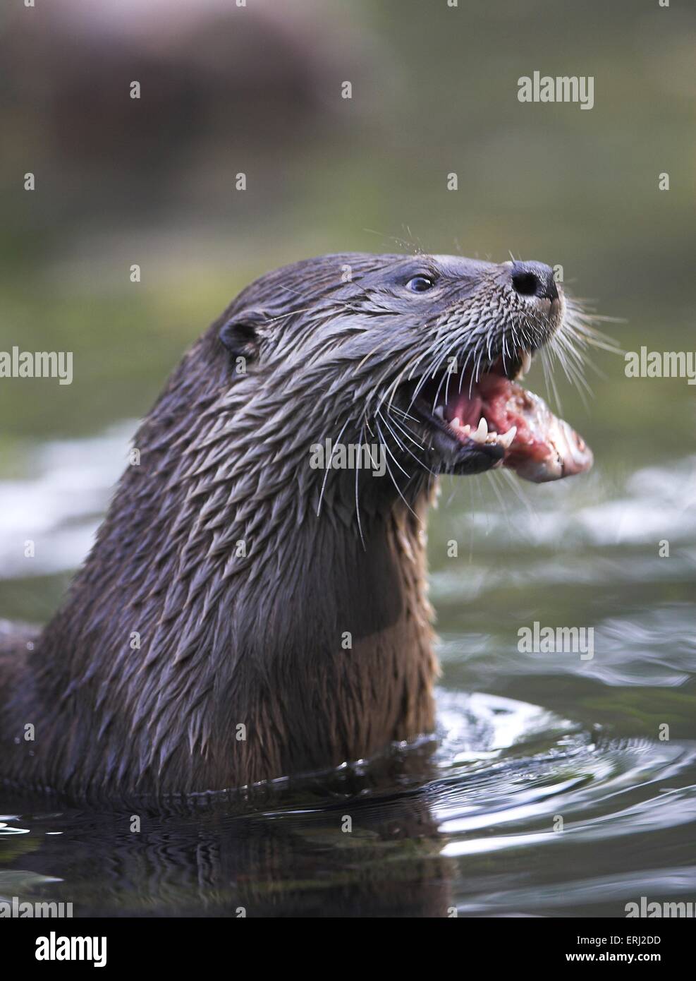 Otter profile hi-res stock photography and images - Alamy