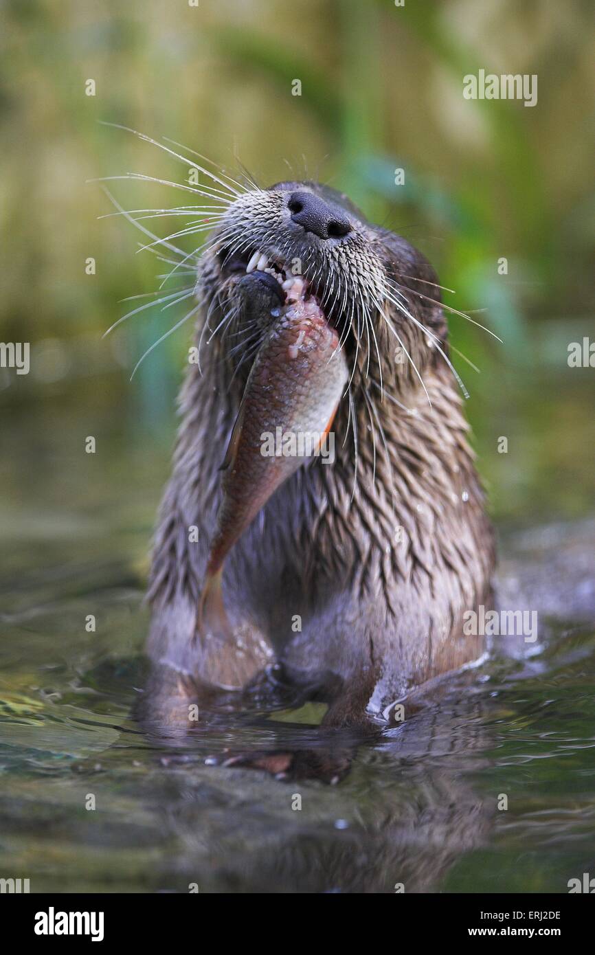Common river otter hi-res stock photography and images - Alamy