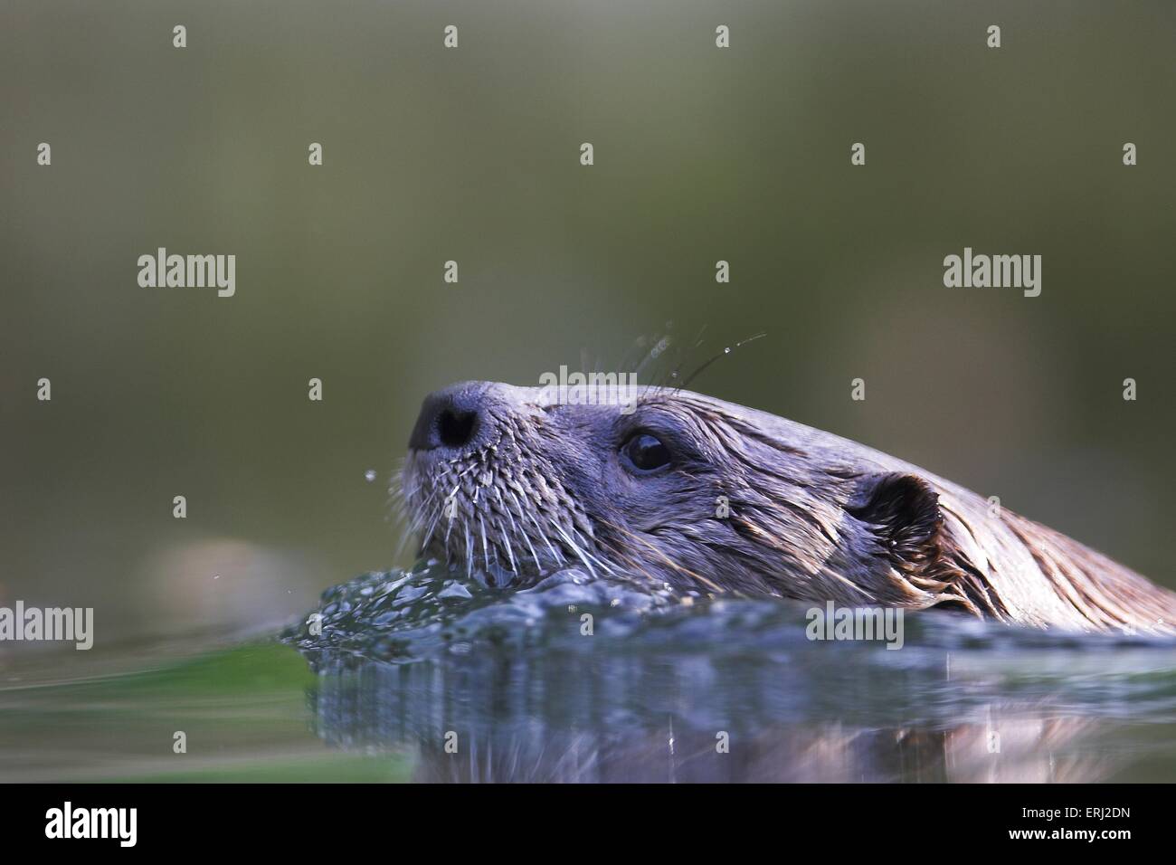 Otter profile hi-res stock photography and images - Alamy