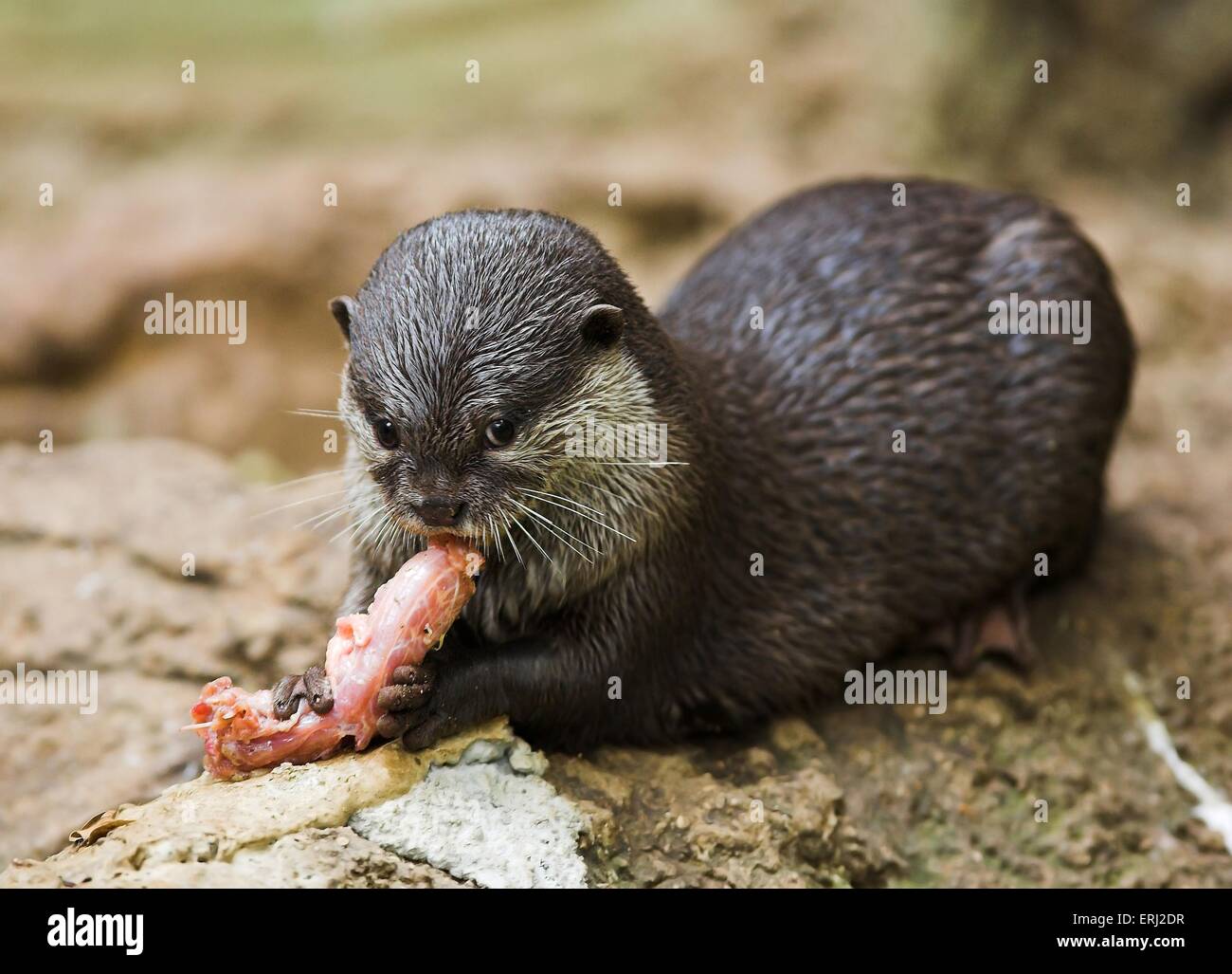 Common marten hi-res stock photography and images - Alamy