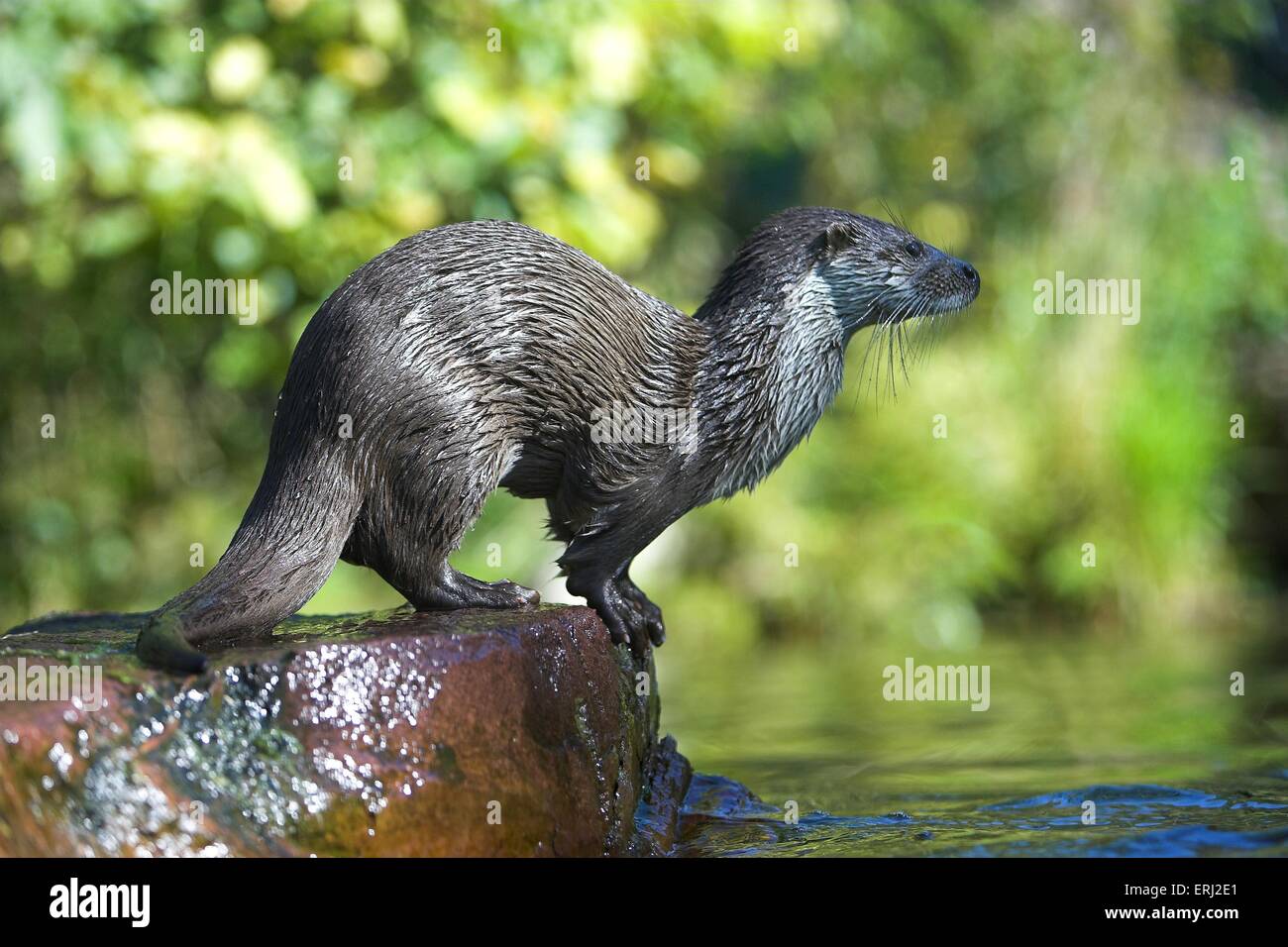 Sea otter profile hi-res stock photography and images - Alamy