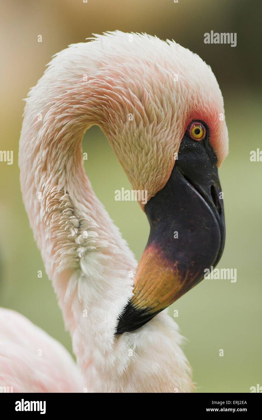 Flamingo Bills High Resolution Stock Photography and Images - Alamy