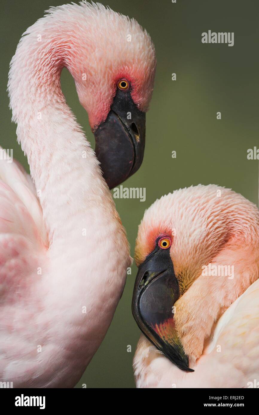 Flamingo bill hi-res stock photography and images - Alamy