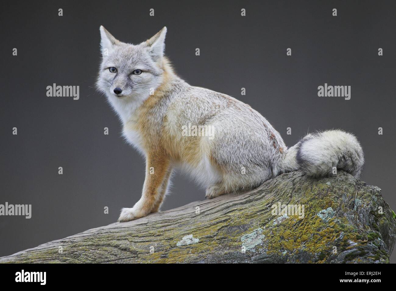 Corsacs hi-res stock photography and images - Alamy