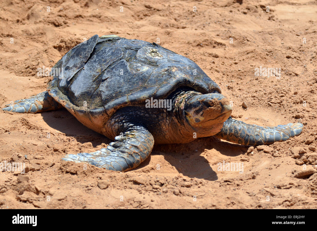 Turtle In Captivity High Resolution Stock Photography and Images - Alamy