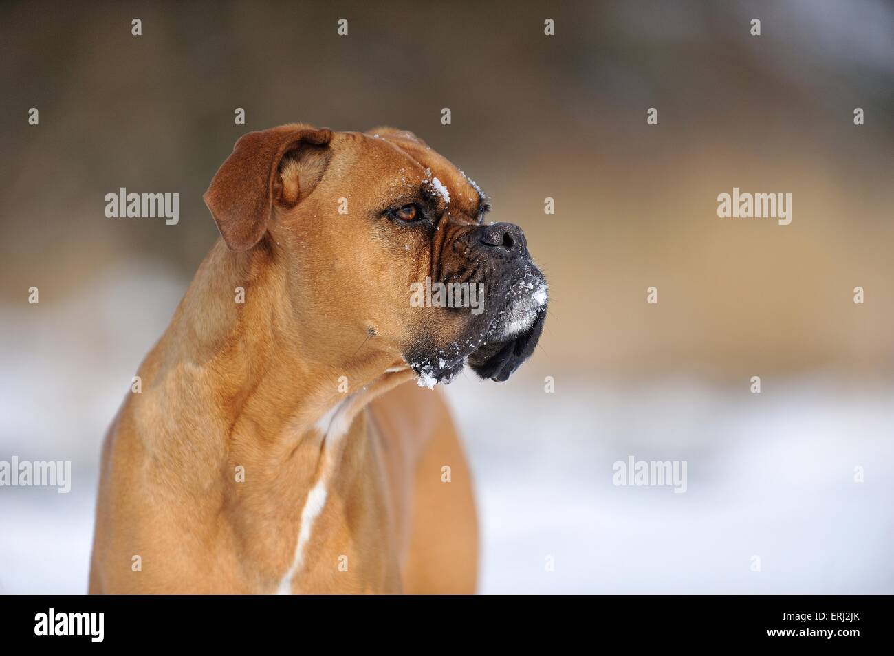German Boxer Portrait Stock Photo - Alamy