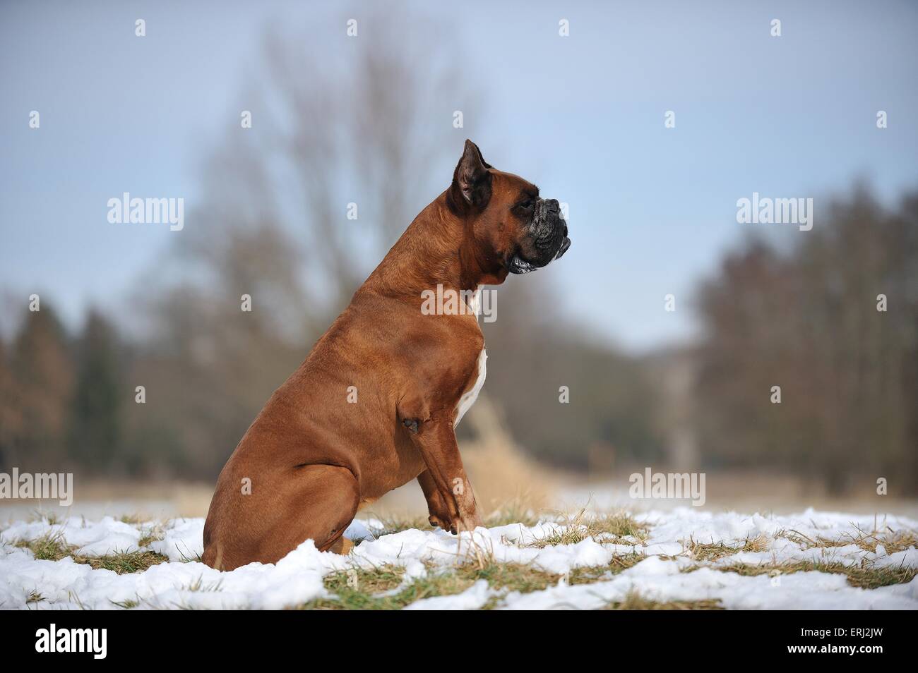 Boxer dog cropped ears hi-res stock photography and images - Alamy
