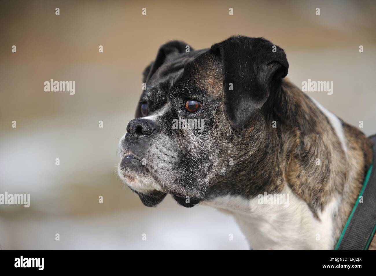 Senior boxer dog hi-res stock photography and images - Alamy