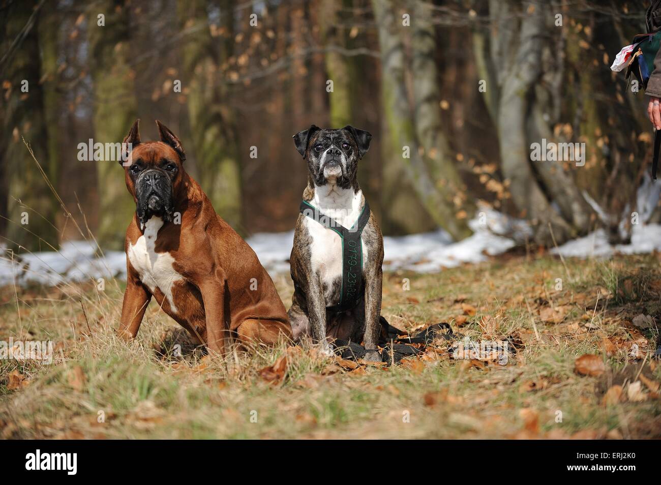Boxer dog cropped ears hi-res stock photography and images - Alamy