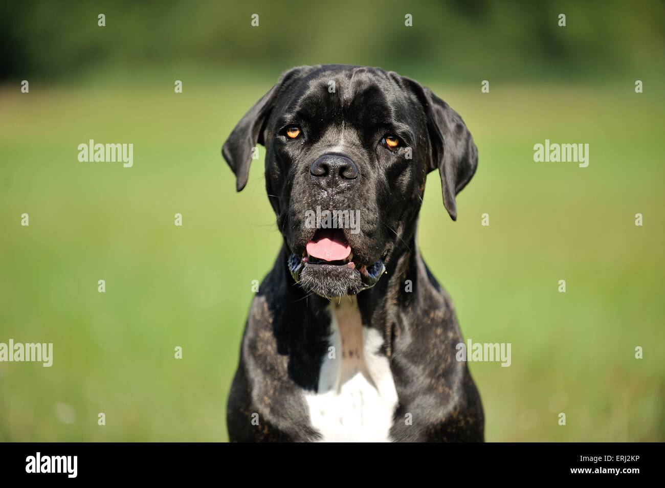 Cane Corso Portrait Stock Photo - Alamy