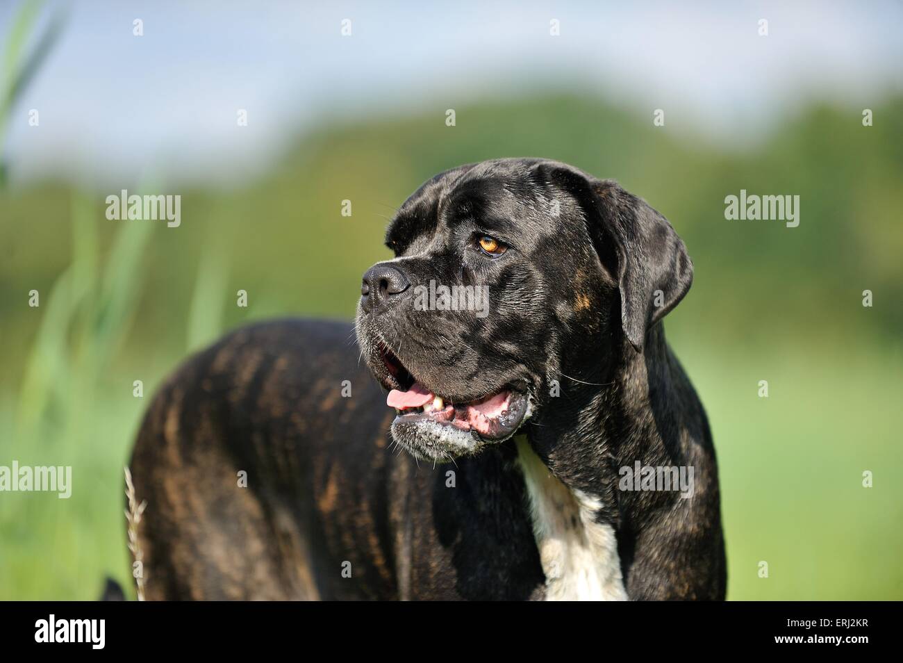 Cane Corso Portrait Stock Photo - Alamy