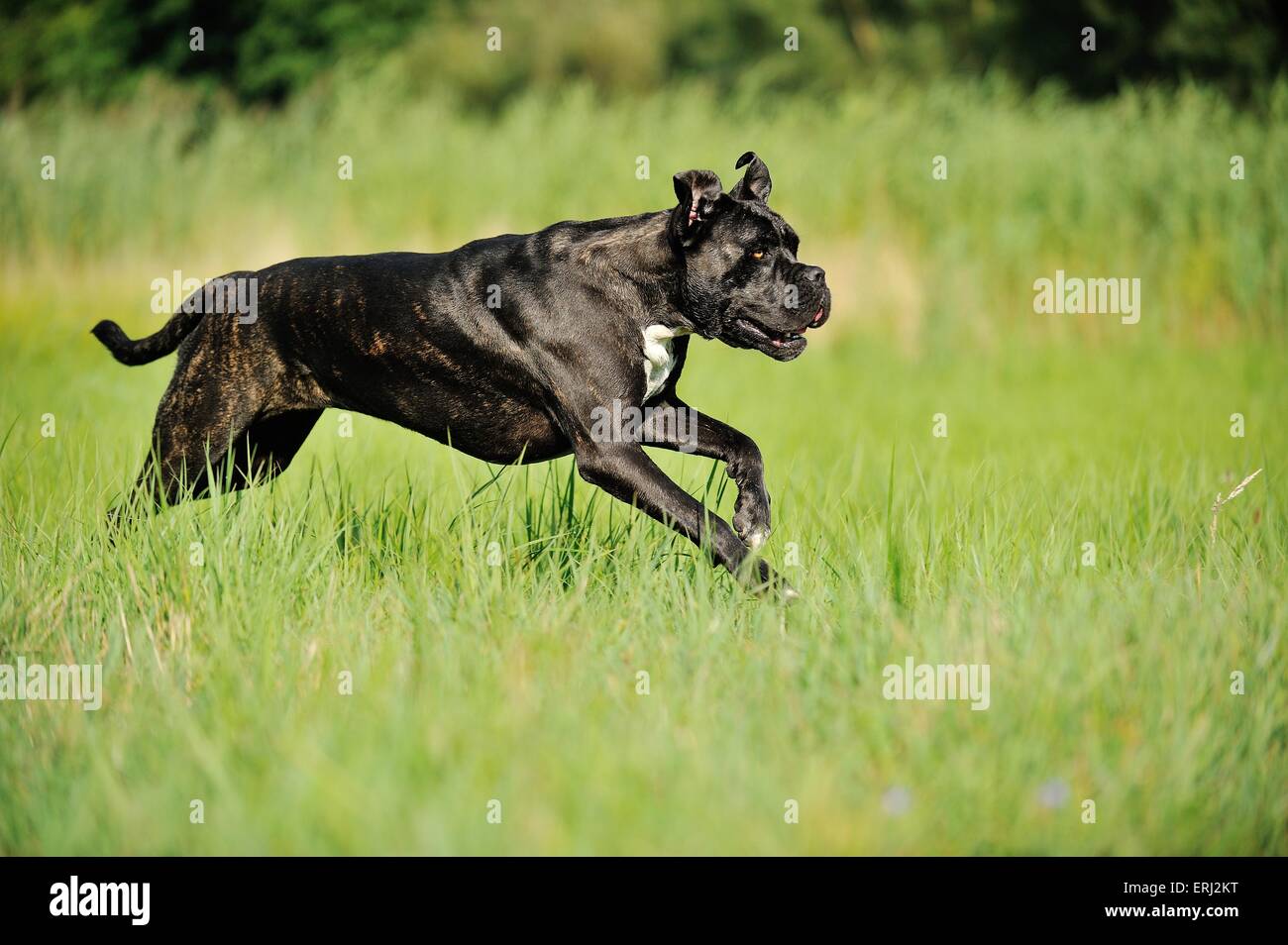 running Cane Corso Stock Photo - Alamy