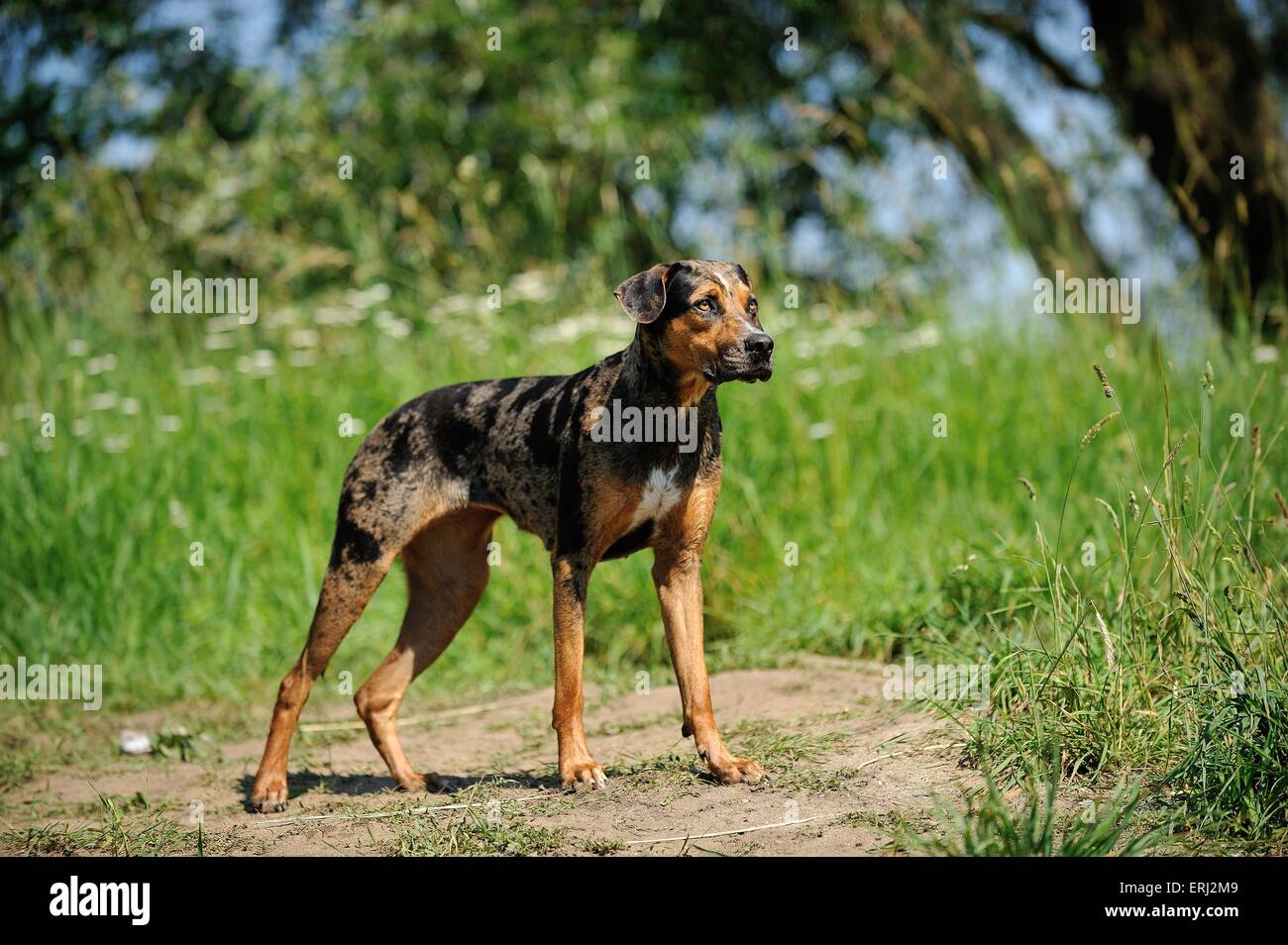 Louisiana Catahoula Leopard Dog Stock Photo - Alamy