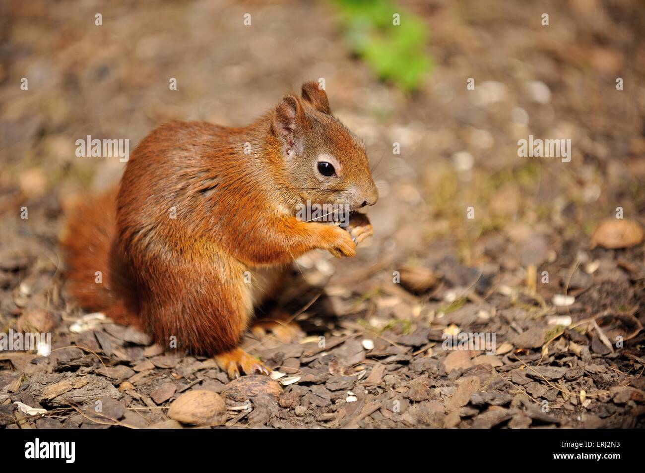 Eurasian red squirrels hi-res stock photography and images - Alamy