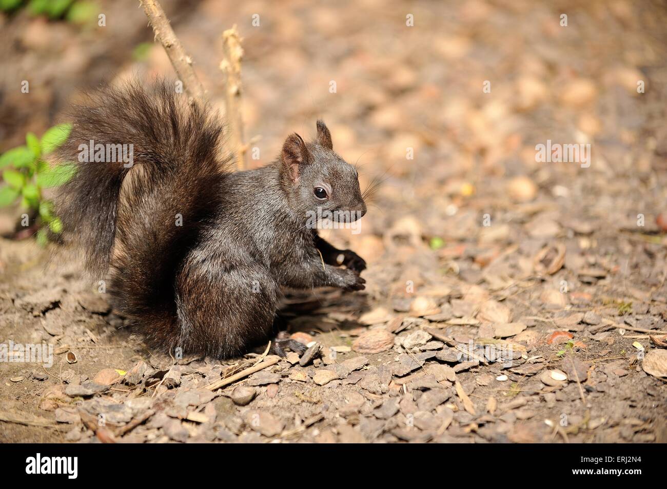 Eurasian red squirrel Stock Photo - Alamy